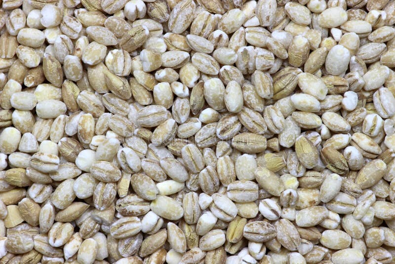 Barley stock photo. Image of bran, cultivation, diet - 67734726