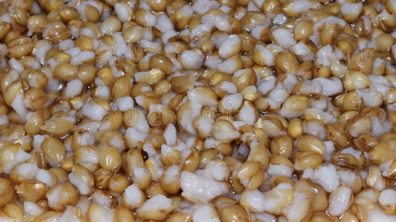 Barley Grains after Boiling with Water Stock Image - Image of white ...