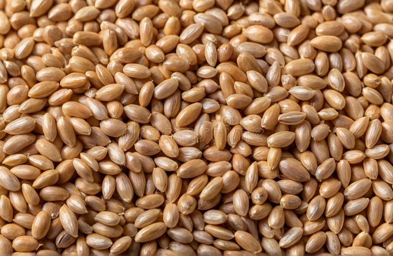 Barley Grains , Cut Out on White Background Stock Image - Image of ...