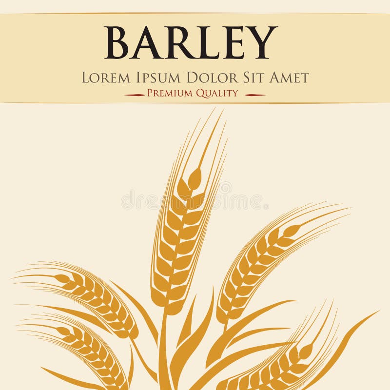 Barley grains design stock vector. Illustration of flour - 62943678