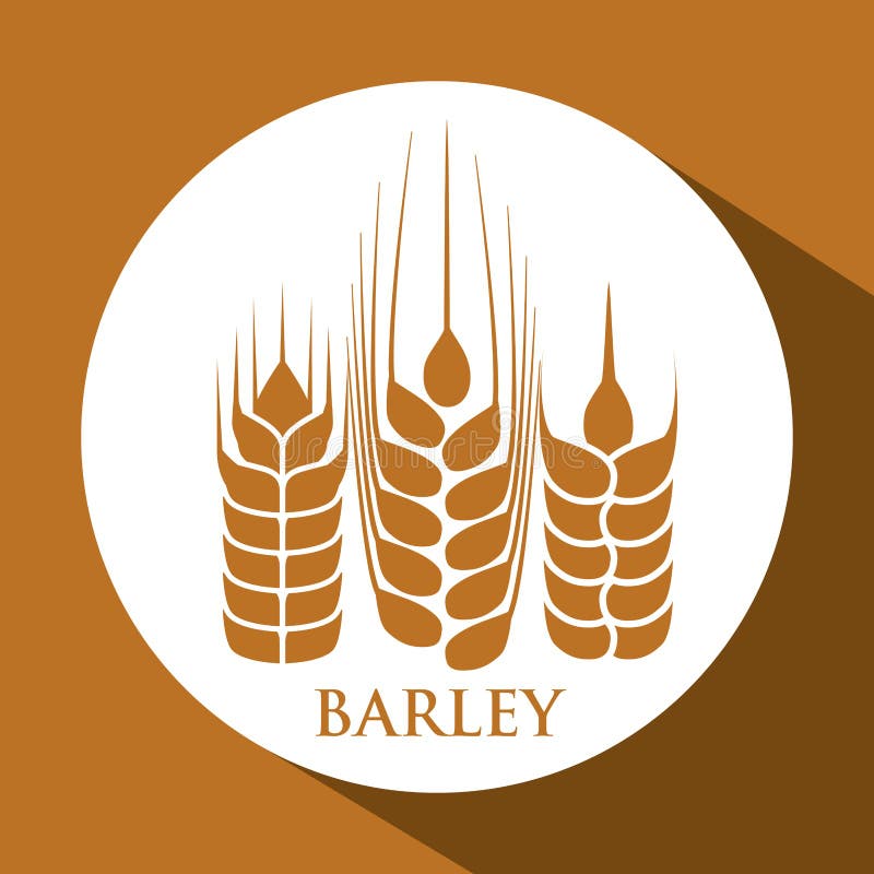 Barley grains design stock vector. Illustration of closeup - 62943775