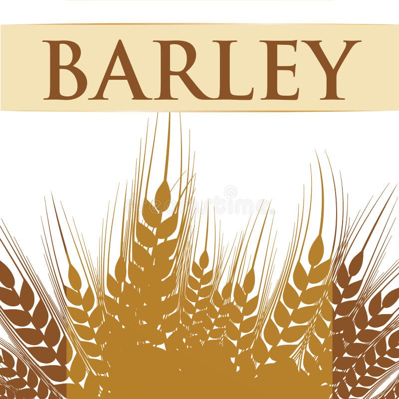 Barley design stock vector. Illustration of grow, barley - 60464203