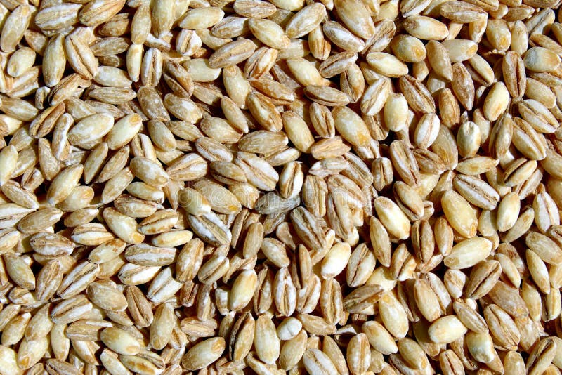 Barley grains stock photo. Image of ingredient, corn - 89899658