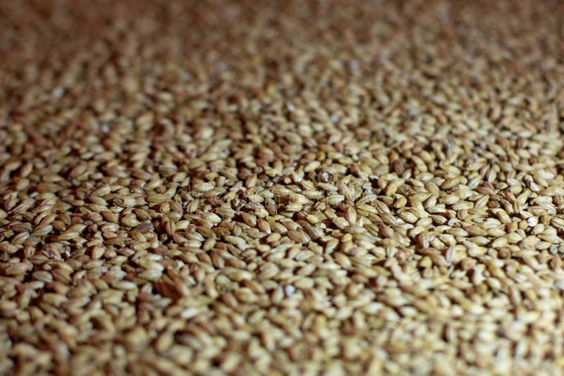 Barley Grains in Storage. Grain Background, Grain Mass Texture Stock ...