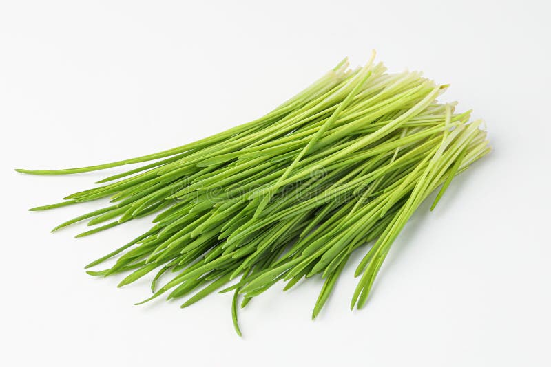 Barley Grass, Sprout Barley Stock Image - Image of grass, antioxidant ...