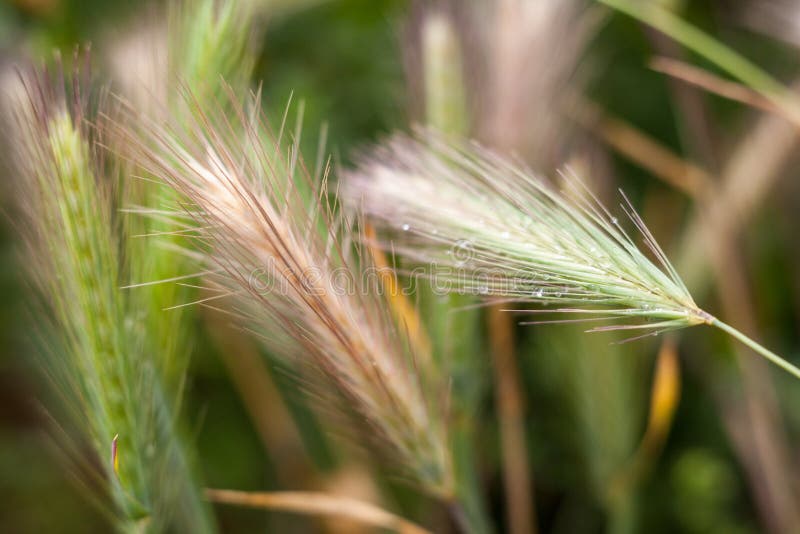 Barley Grass or Wall Barley Stock Photo - Image of hordeum, botanical ...