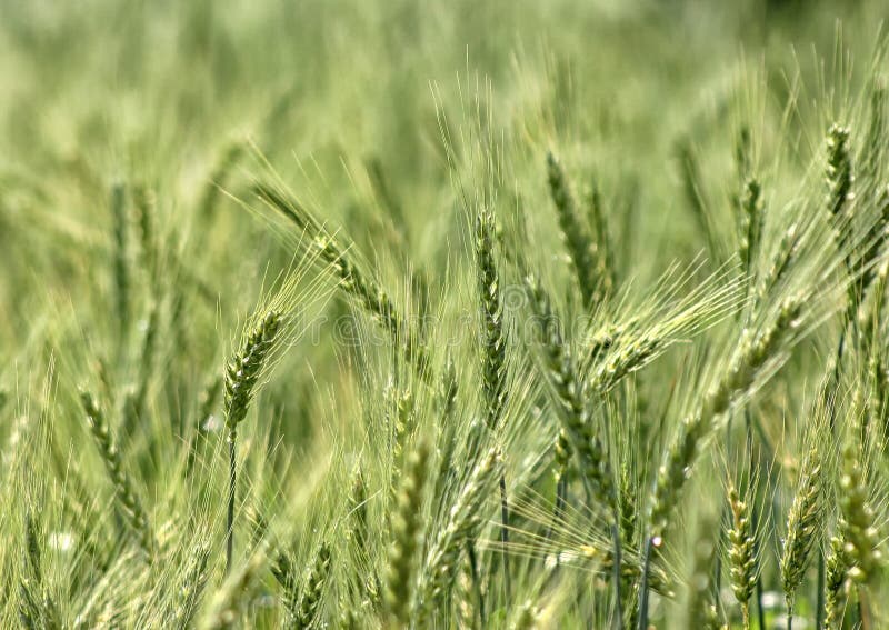 Barley stock image. Image of cereal, closeup, corn, agriculture - 44172635