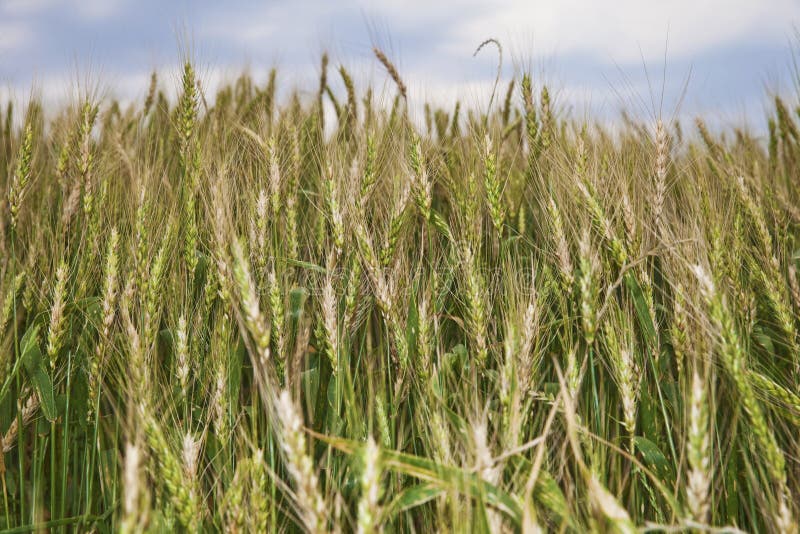 Barley Group stock image. Image of ripe, plants, industry - 46595231