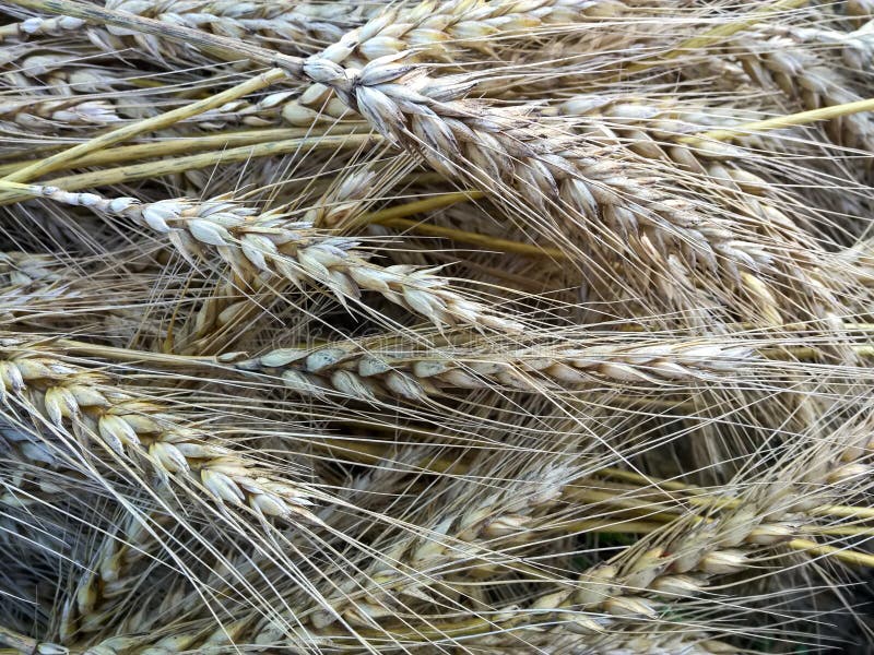 Barley Heads stock photo. Image of agricultural, plant - 52553928