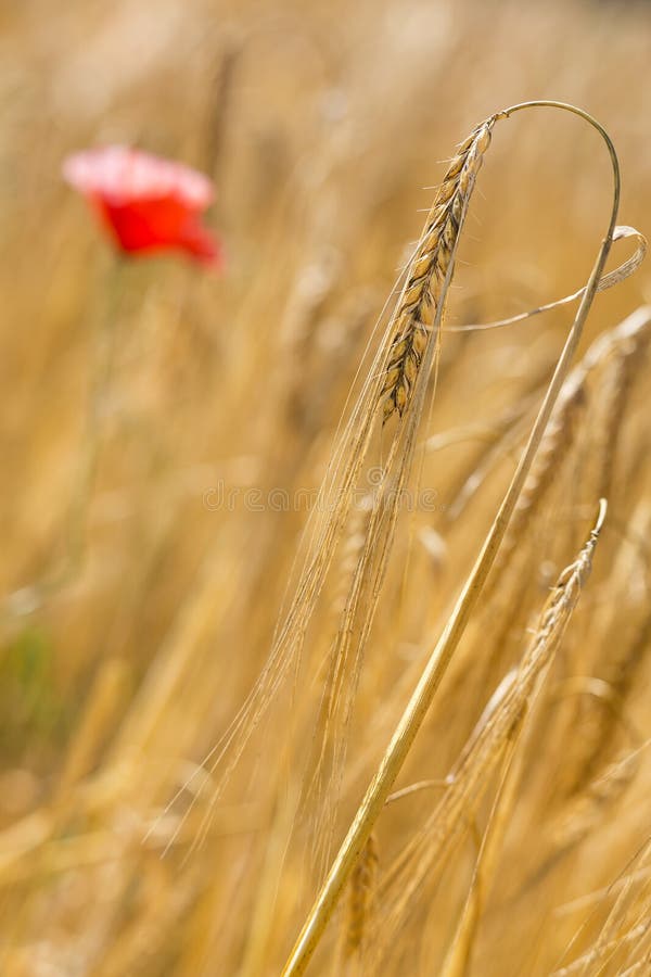 Single Barley (Hordeum Vulgare) Plant Stock Image - Image of cereal ...