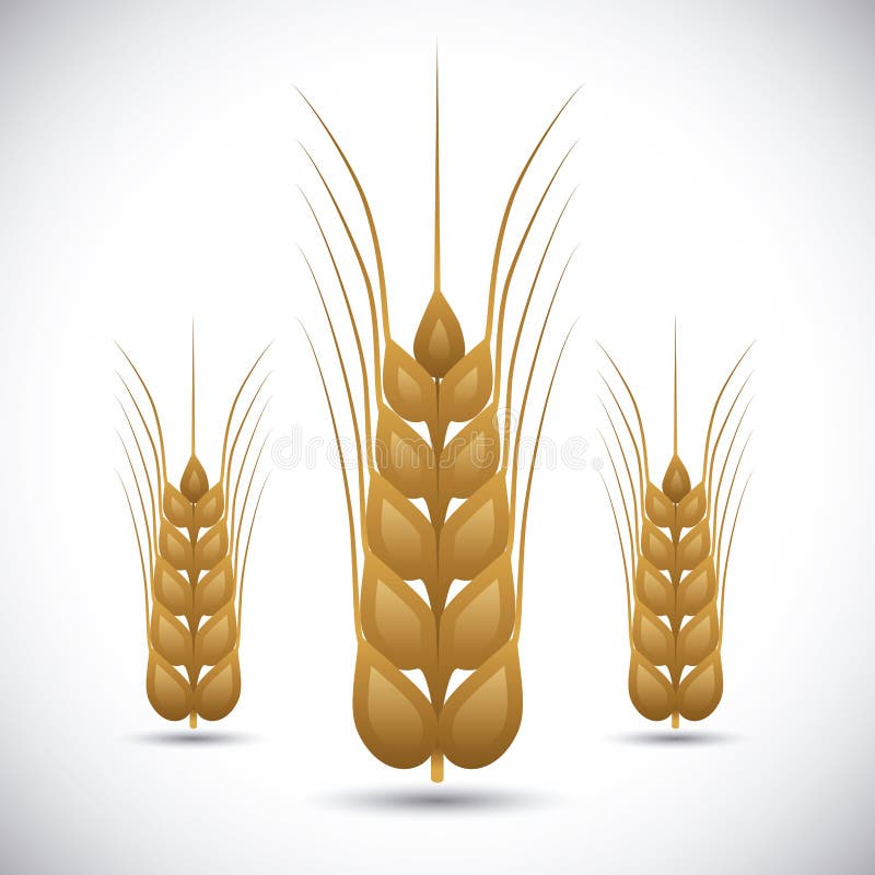 Barley Icons stock vector. Illustration of graphic, nutriment - 58474046