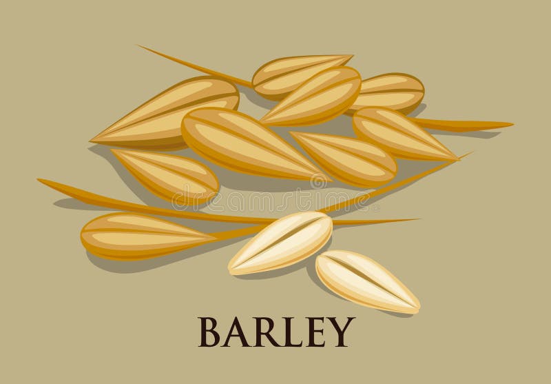 Barley Icons stock vector. Illustration of concept, high - 58486257