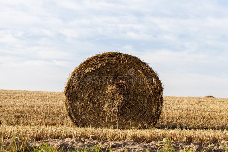 Barley landscape stock image. Image of golden, cereal - 121613917