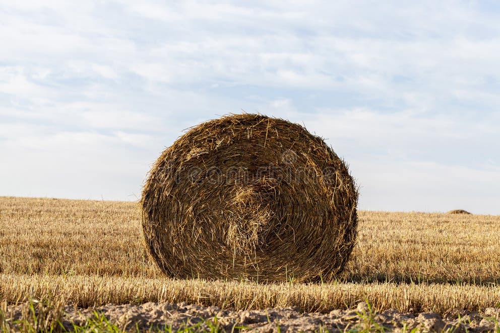 Barley landscape stock image. Image of golden, cereal - 121613917