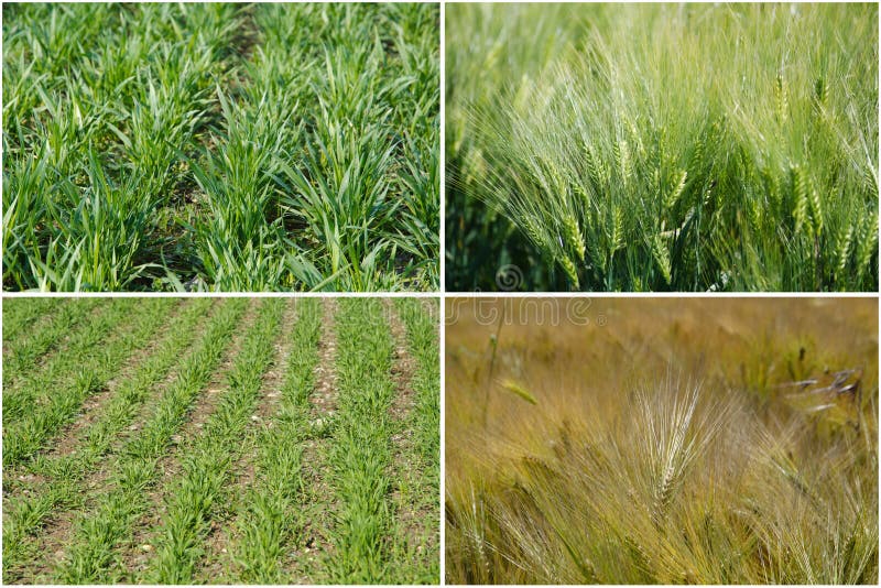 Barley stock image. Image of cultivation, feed, flour - 31922299