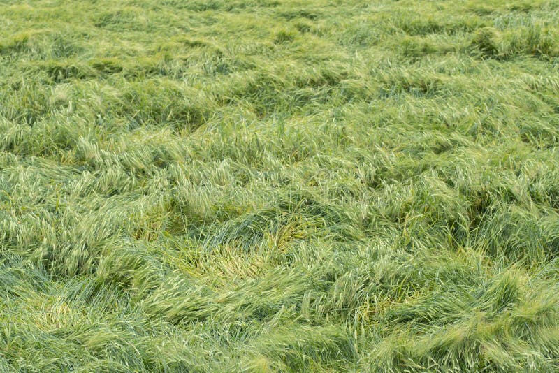 111 Stem Lodging Stock Photos - Free & Royalty-Free Stock Photos from ...