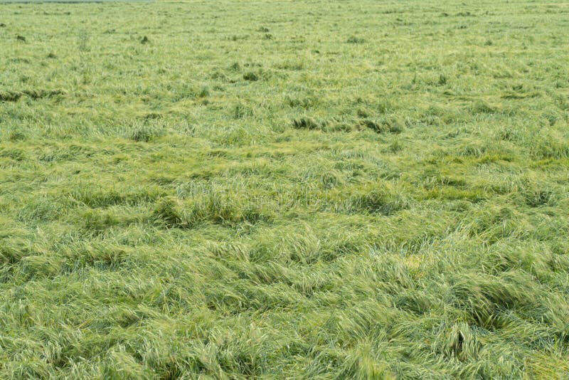 Barley lodging stock photo. Image of agriculture, barley - 244548896