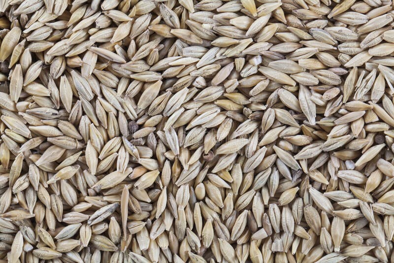 A Single Corn Seed on White Stock Image - Image of maize, agriculture ...