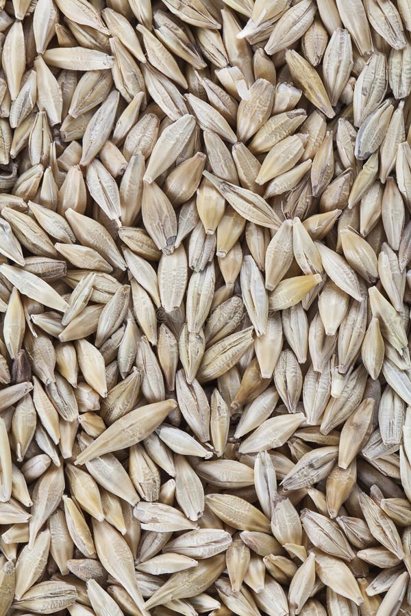 A Single Corn Seed on White Stock Image - Image of maize, agriculture ...