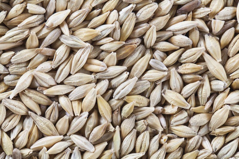 A Single Corn Seed on White Stock Image - Image of maize, agriculture ...