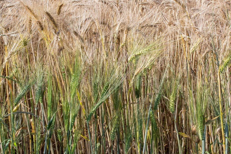 Barley stock photo. Image of cereals, awns, nutrition - 58843612