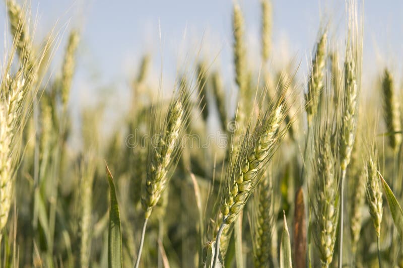 Barley plant in a field stock photo. Image of barley - 14786578