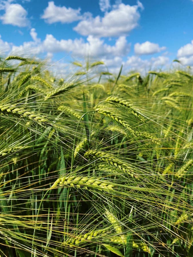 Barley Rice Field stock photo. Image of rice, good, barley - 258522282