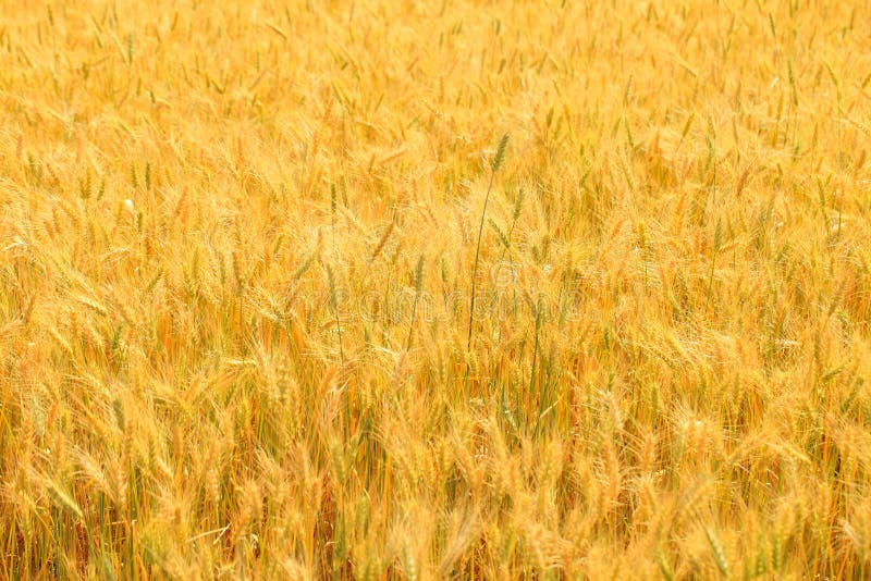 Barley Rice Field.Wheat Field. Stock Image - Image of farm, harvesting ...