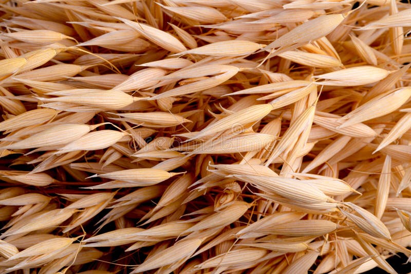 Barley Rice Isolated on a Black Background Stock Image - Image of ...