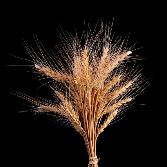 Barley Rice Isolated on a Black Background Stock Image - Image of rice ...