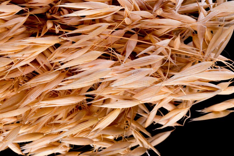 Barley Rice Isolated on a Black Background Stock Image - Image of bunch ...