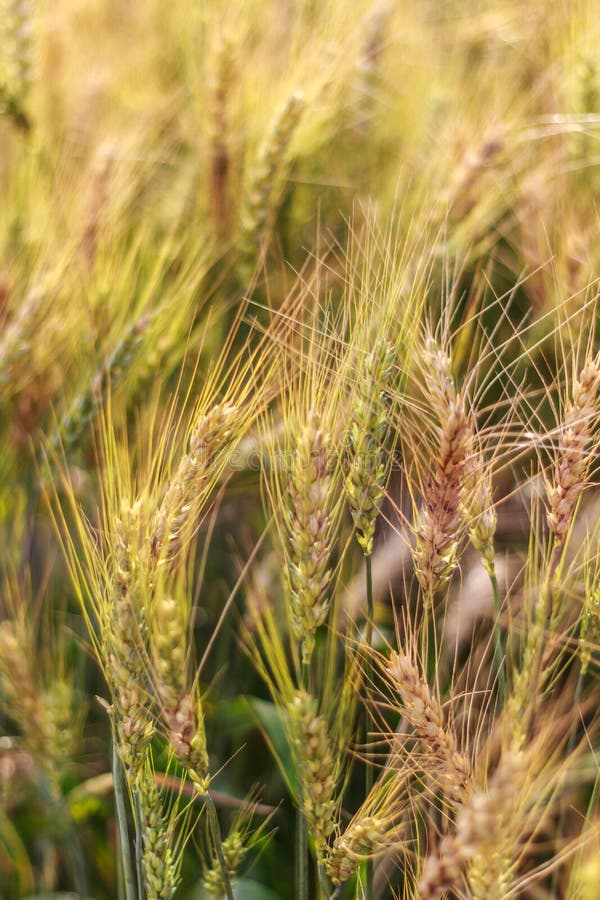 Barley rice on the farm stock photo. Image of golden - 180067008