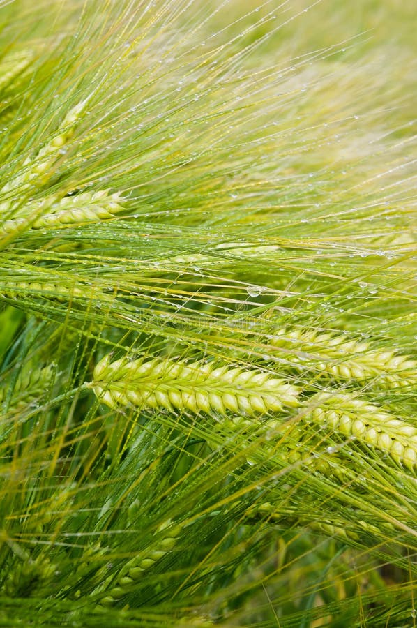 Barley stock image. Image of farming, fresh, grain, climate - 31197013