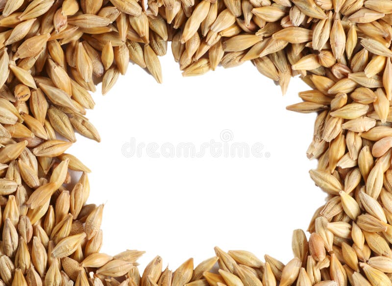 Barley seed close-up stock photo. Image of lifestyle, background - 6286508