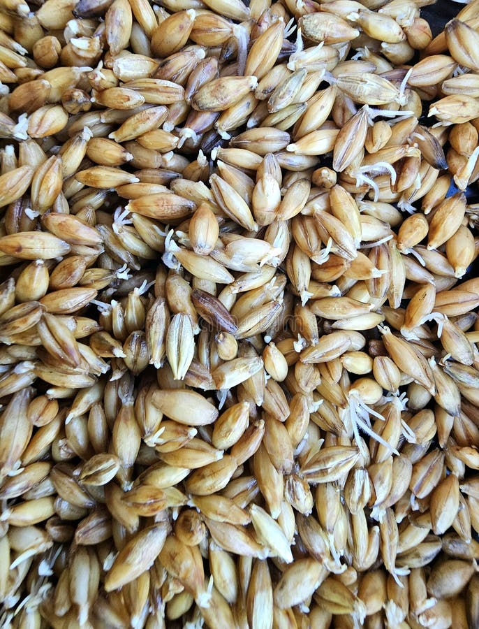Barley Seeds Sprouts Used for Chicken Fodder. Stock Image - Image of ...