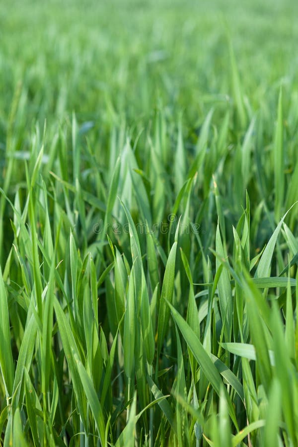 Barley stock image. Image of summer, spring, land, green - 43148813
