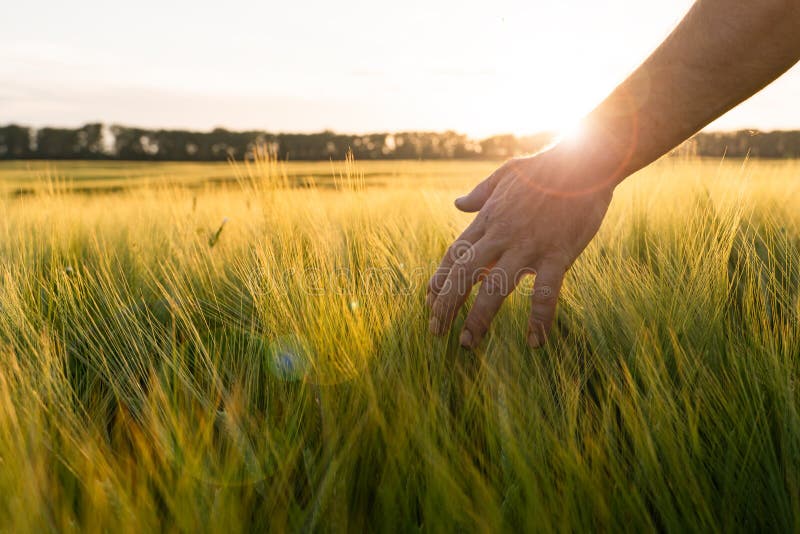 Barley Sprouts in a Farmer`s Hand.Farmer Walking through Field Checking ...