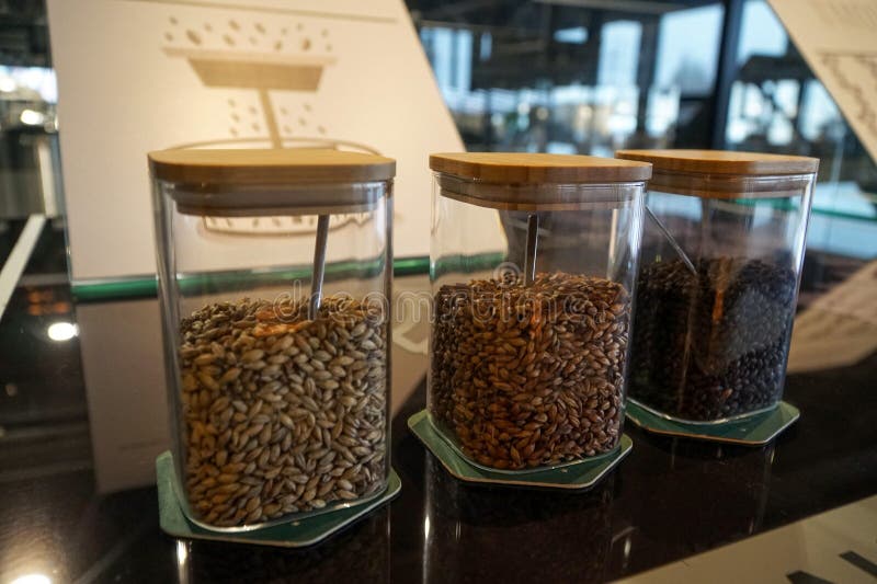 Barley of Various Roasting Degrees for Beer Production Stock Photo ...