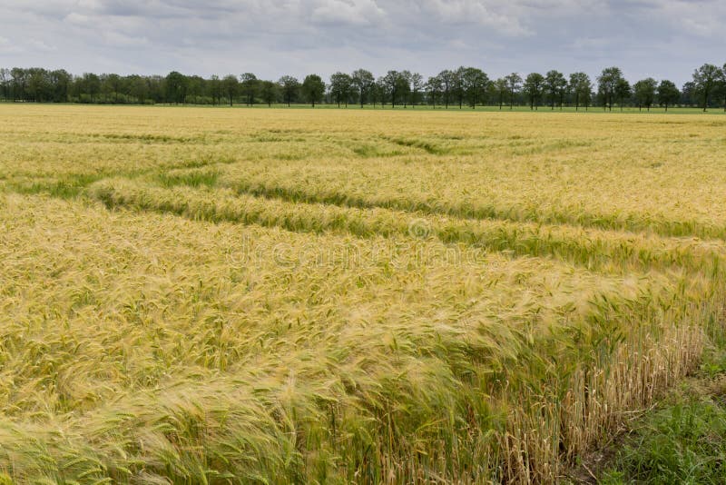 Barley of Wheat Golden Yellow Fields in Europe Stock Photo - Image of ...