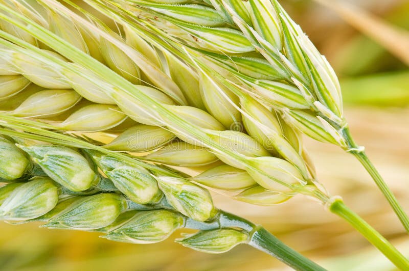 Barley, wheat and rye stock image. Image of spike, planting - 15406083