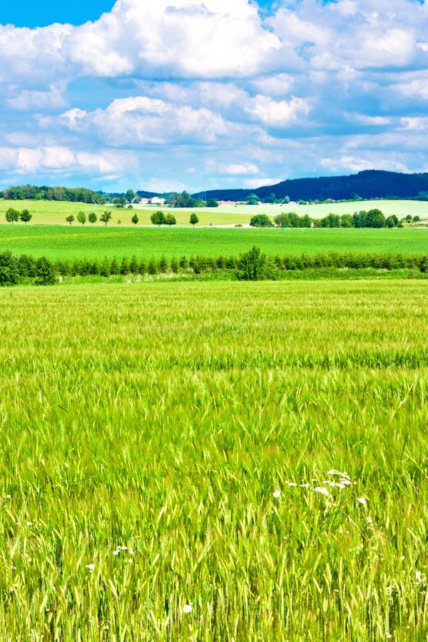 Barleycorn field stock photo. Image of sunny, meadow - 25811152