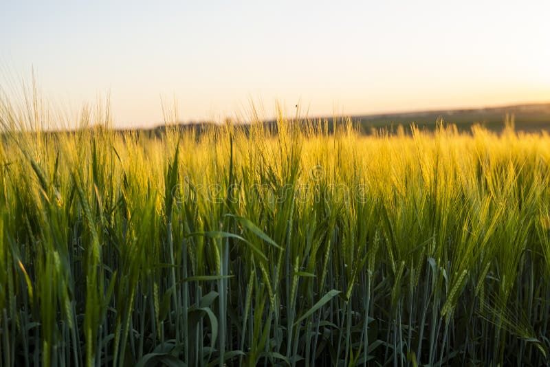 Barleys Sprout Growing in Soil. Close Up on Sprouting Barley. Stock ...