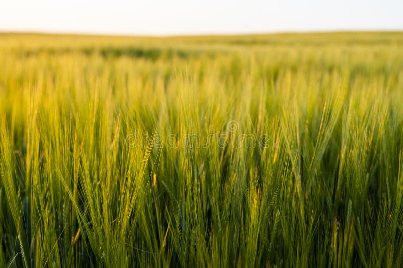 Barleys Sprout Growing in Soil. Close Up on Sprouting Barley. Stock ...