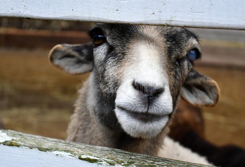 Sheep with Clouded Eye stock photo. Image of view, animals - 338779716
