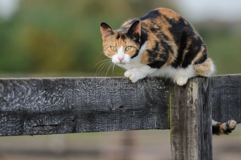 Barn Cat stock image. Image of wild, fence, furry, feline - 27194009