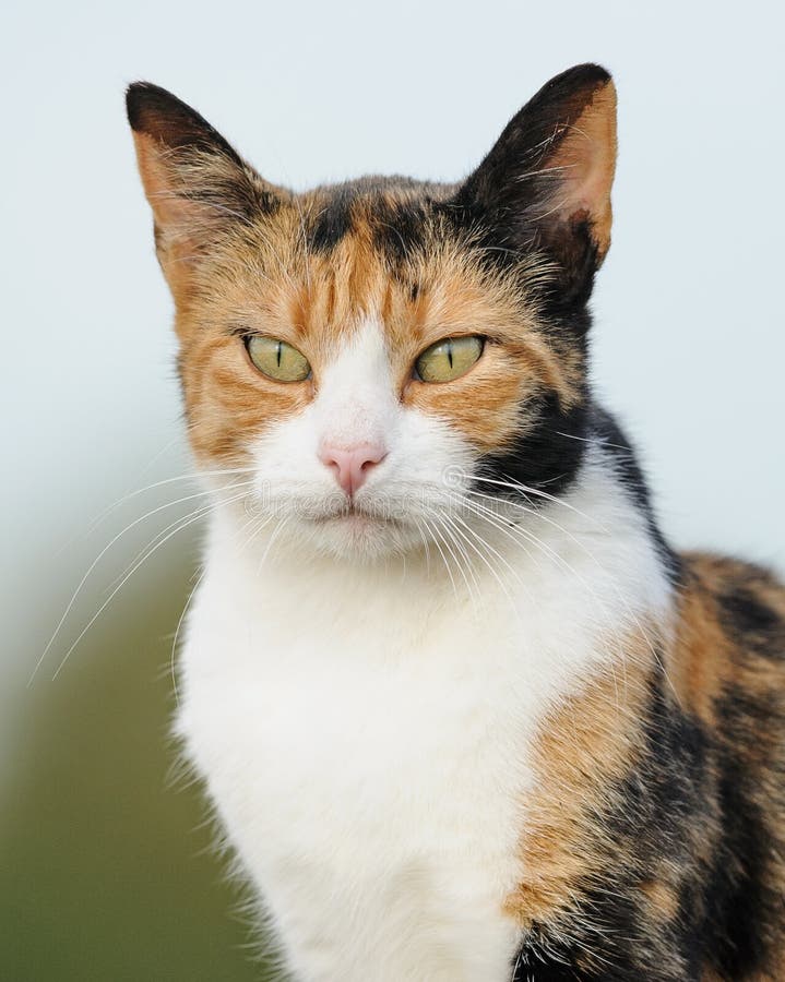 Calico Cat Images - Download 4,410 Royalty Free Photos - Page 10