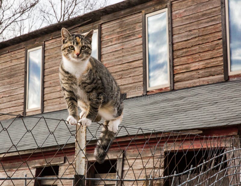 Barn Cat Balancing on a Fence Stock Image - Image of kitten, link: 83886651