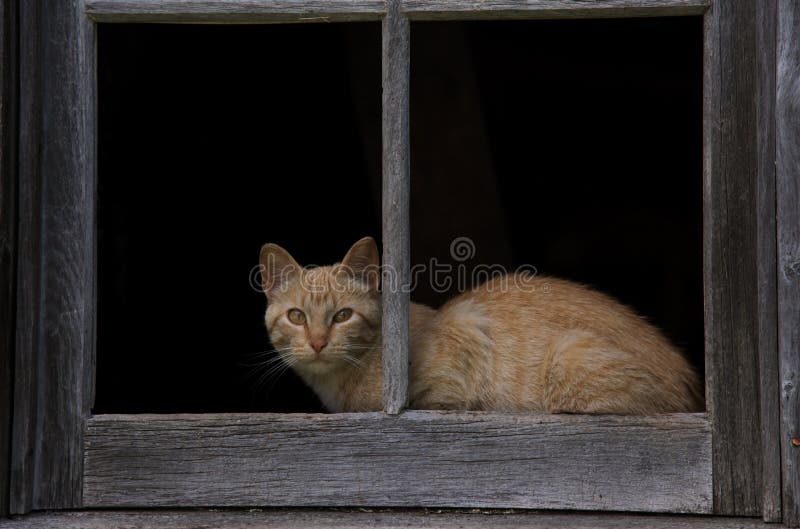 Cat stock photo. Image of rustic, cats, wood, barn, farm - 35386782