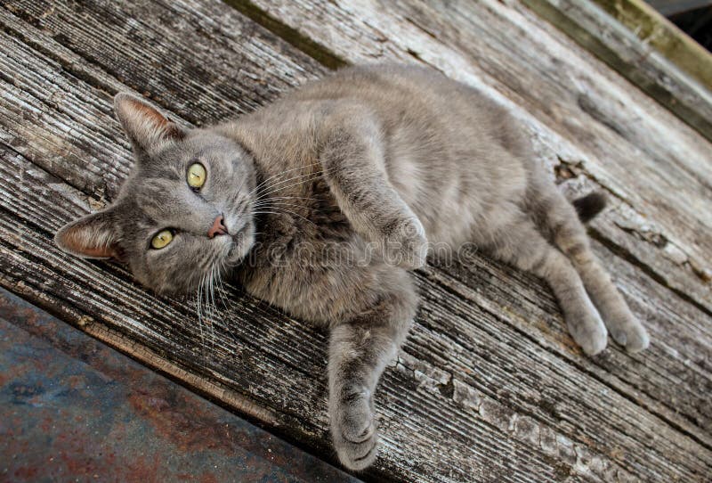 Grey Barn cat stock photo. Image of window, country, feline - 90713952