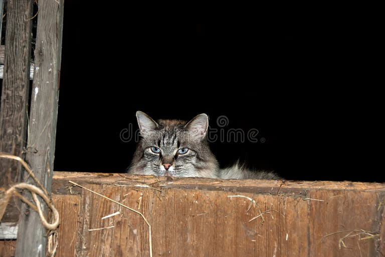 Barn cat in hay loft stock photo. Image of rural, loft - 46450250